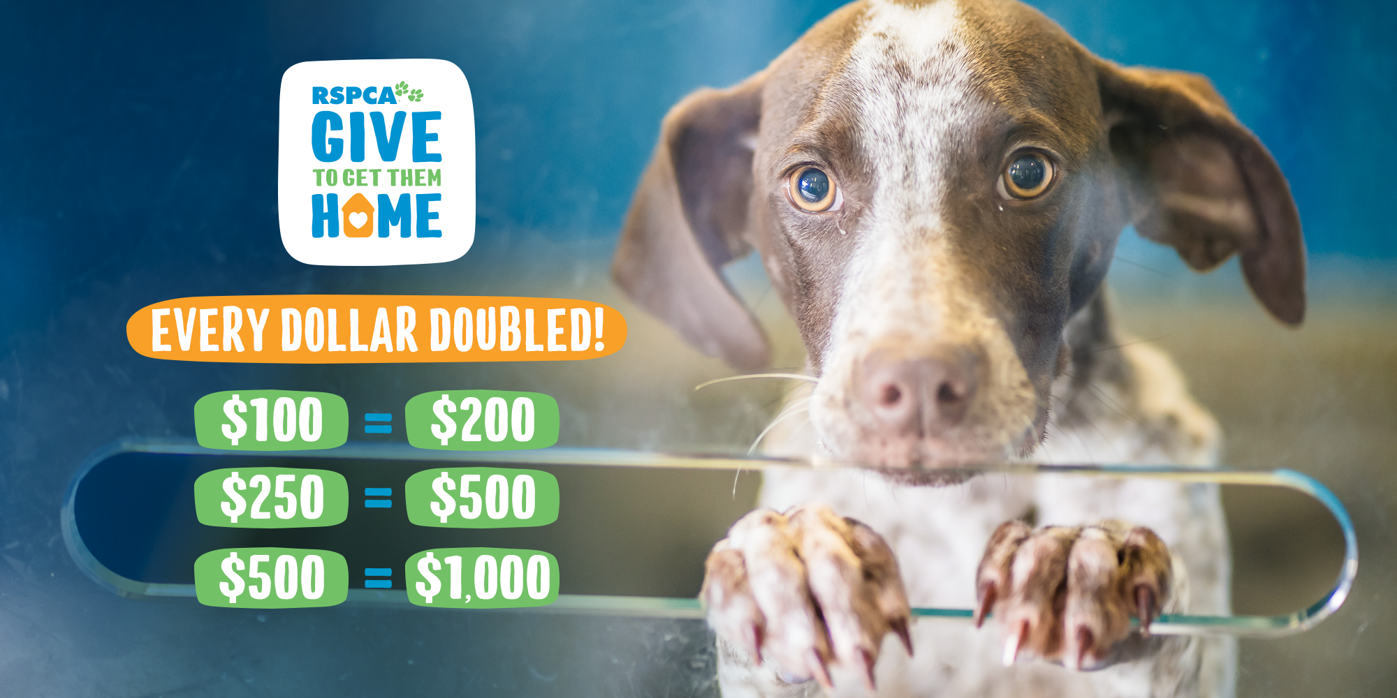 RSPCA Giving Day : About The Campaign